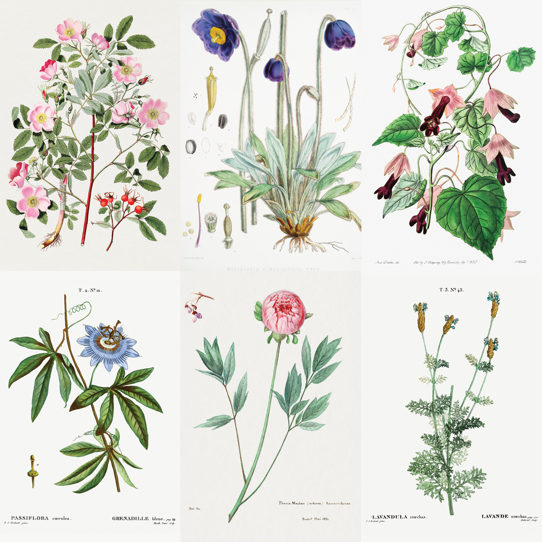 Botany – Dux Somnium